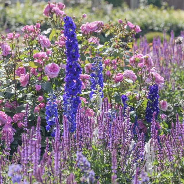 Gertrude Jekyll: The Woman Behind the Name | David Austin