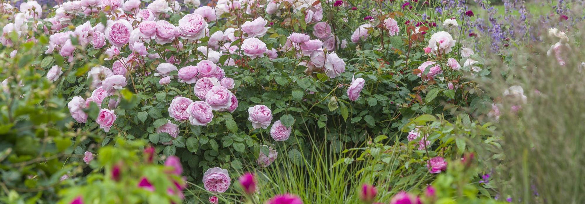 English Roses from David Austin Roses | Bare Root & Potted Plants