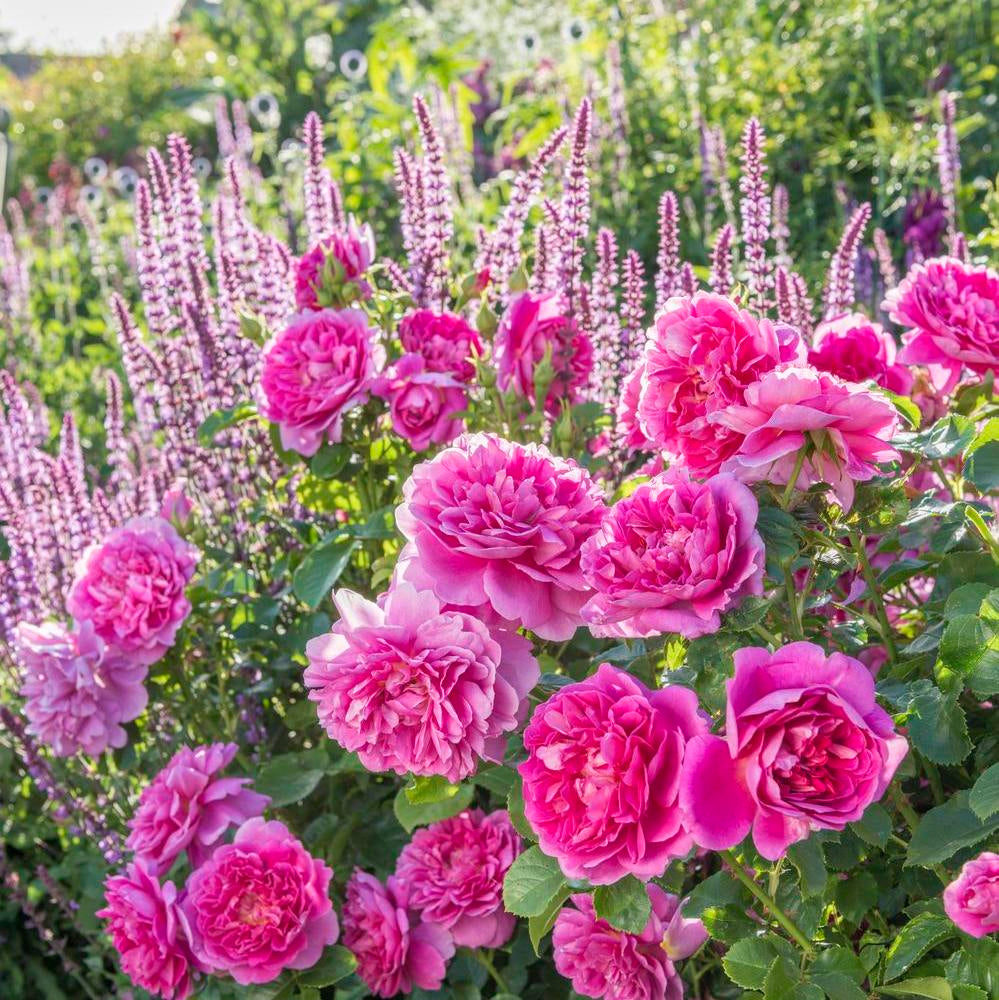 Munstead Wood | English Shrub Rose | David Austin Roses