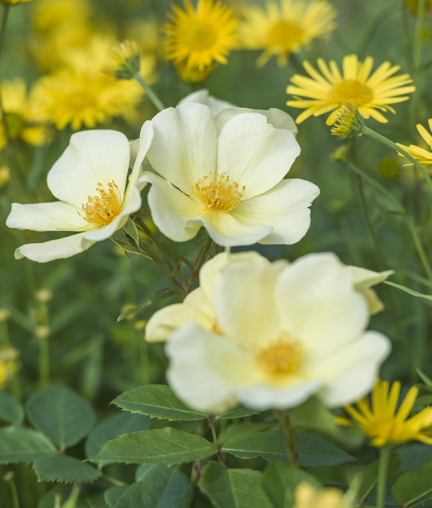 English Roses from David Austin Roses | Bare Root & Potted Plants