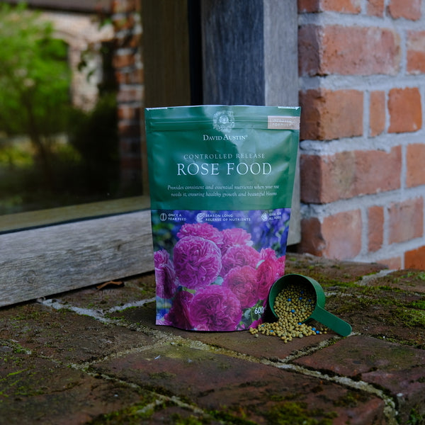 The Joy of Growing Roses: The basics for beginners