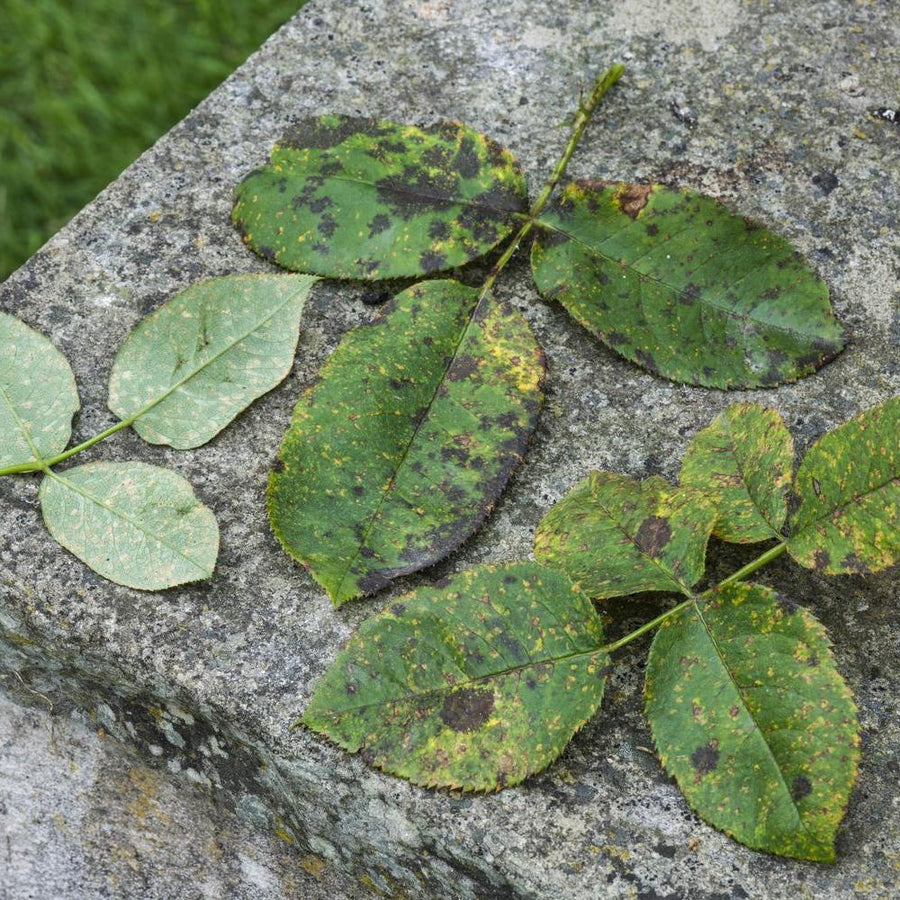 How to Spot Downy Mildew and Blackspot on Roses | David Austin