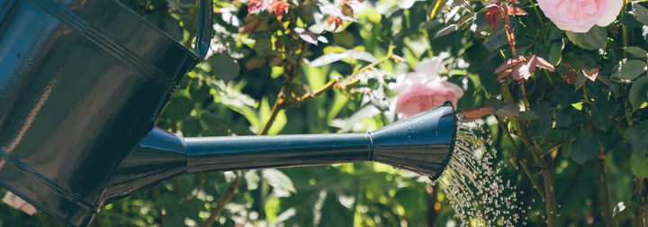 How to Water Your Rose | David Austin