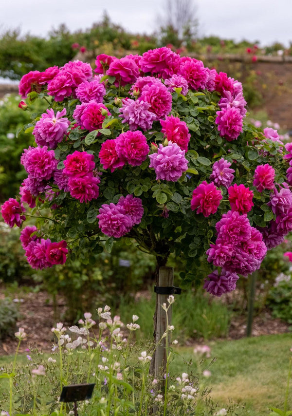 Designing with Standard Roses | David Austin