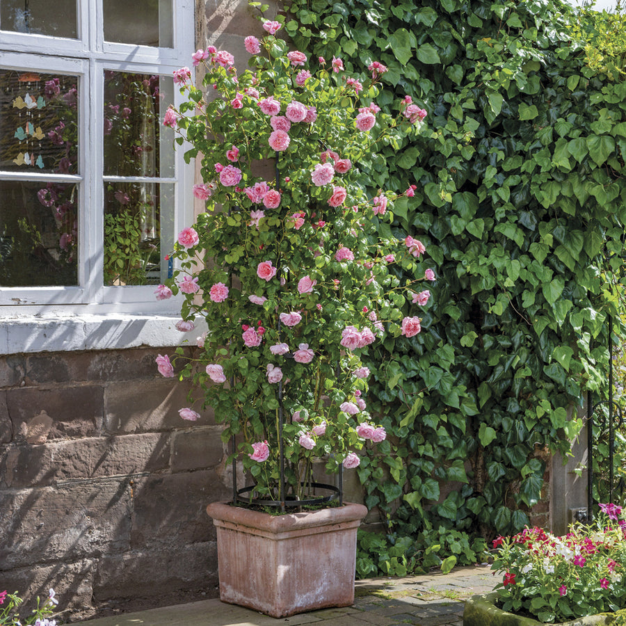 Two Ways Up: Climbing Roses and Ramblers Explained | David Austin