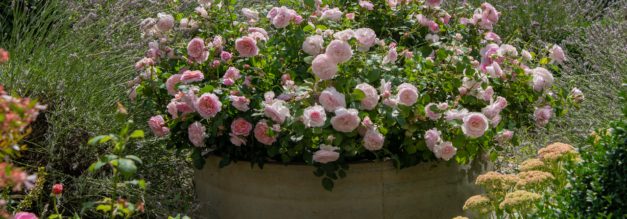 Container Gardening with English Roses