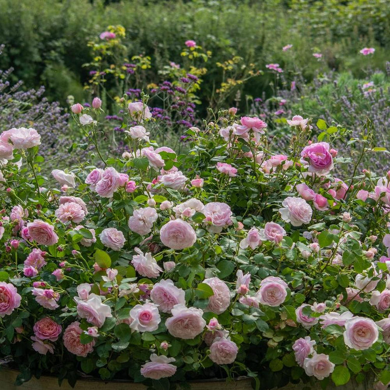 Pruning English Shrub And Climbing Roses For Abundant Blooms