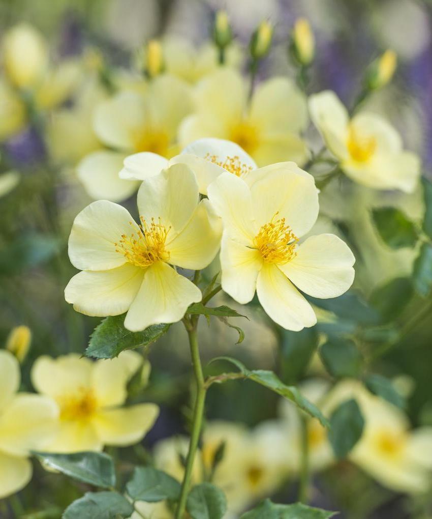 English Roses from David Austin Roses | Bare Root & Potted Plants