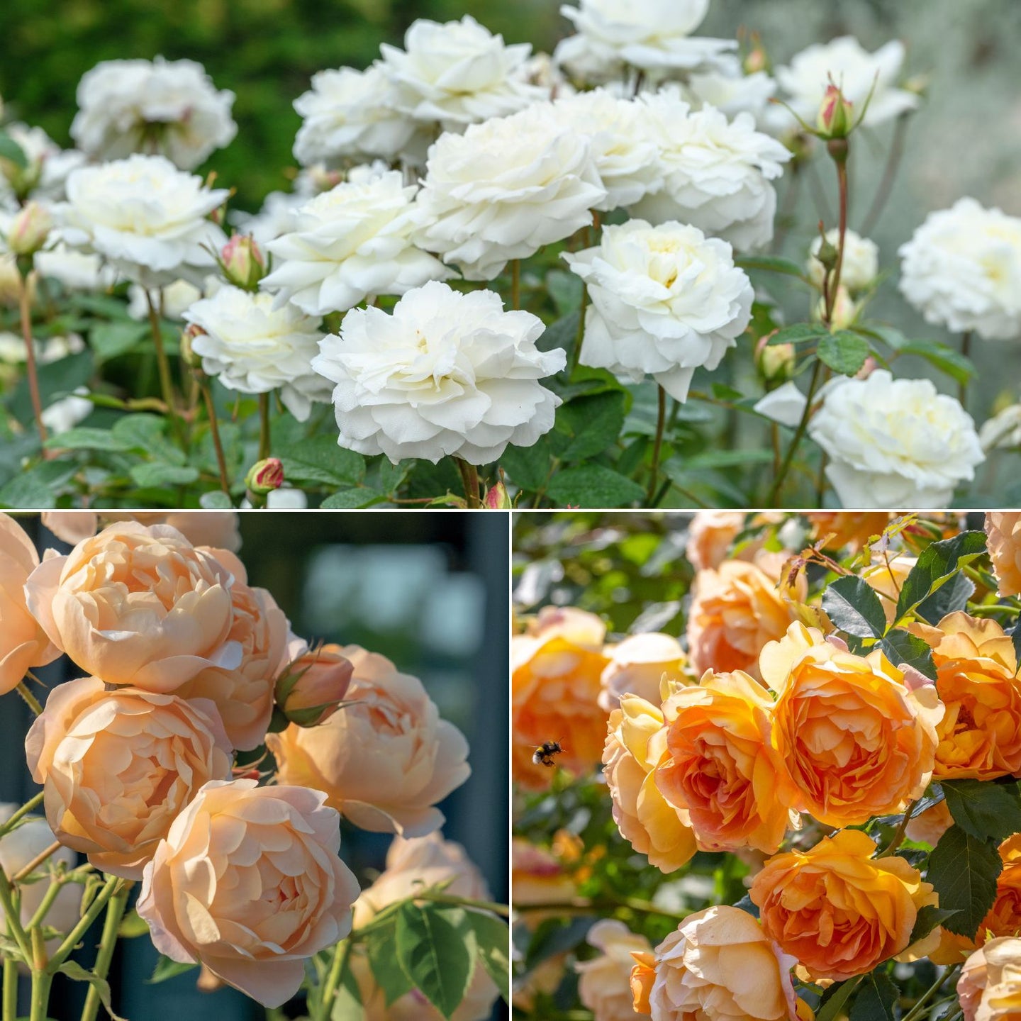 Rose Bundles | David Austin Roses