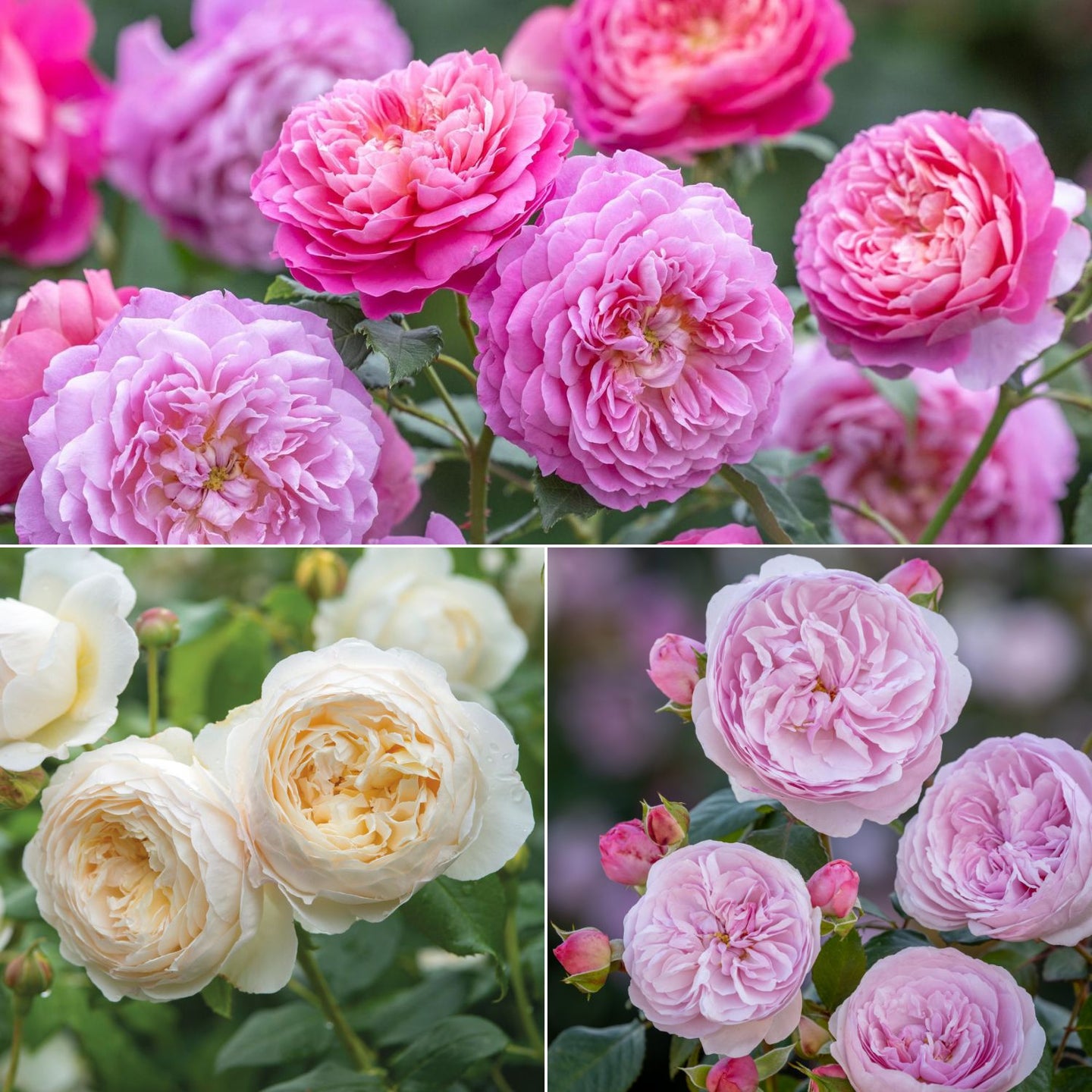 Rose Bundles | David Austin Roses