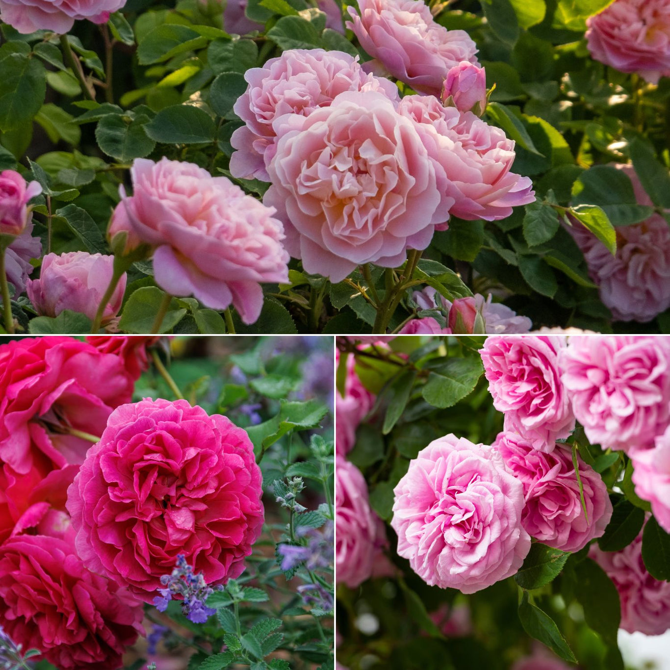Rose Bundles | David Austin Roses