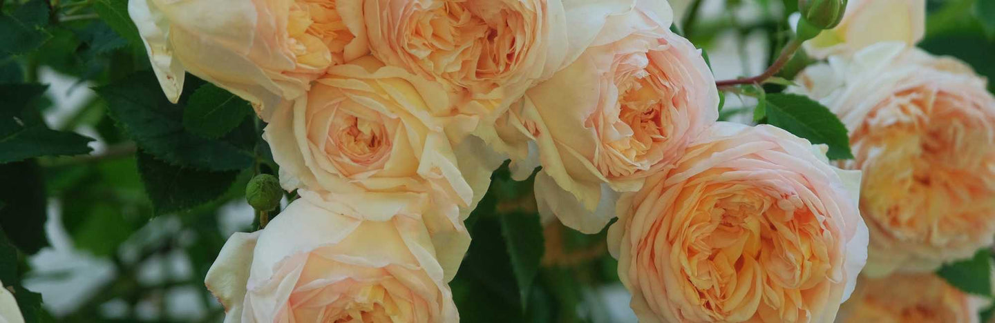 English Roses from David Austin Roses | Bare Root & Potted Plants