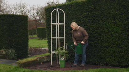 How to plant a potted climbing rose