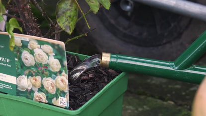 How to plant a potted shrub rose in a pot