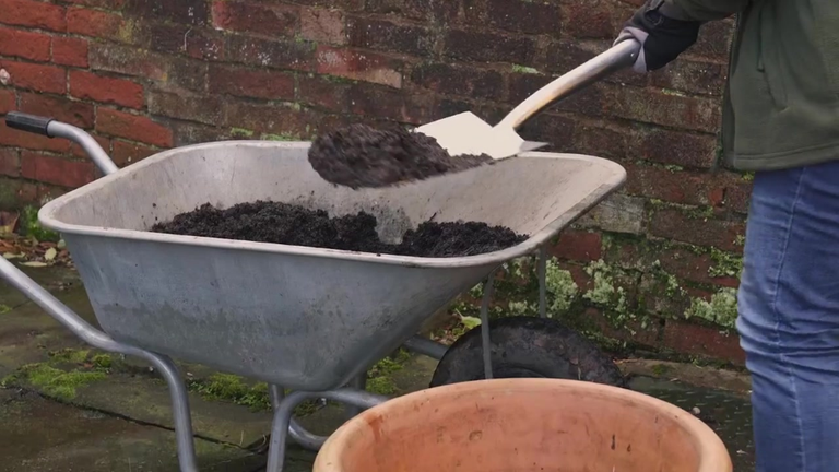 A Simple Guide To Planting Potted Shrub Roses In Containers