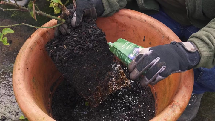 A Simple Guide To Planting Potted Shrub Roses In Containers