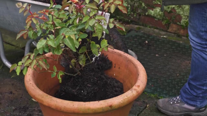 A Simple Guide To Planting Potted Shrub Roses In Containers