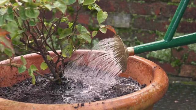 A Simple Guide To Planting Potted Shrub Roses In Containers