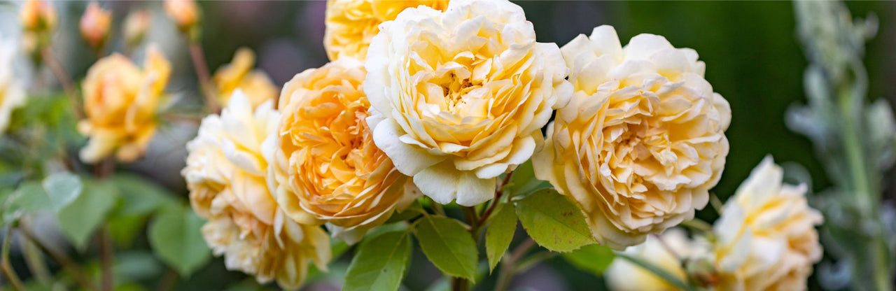 English Roses from David Austin Roses | Bare Root & Potted Plants