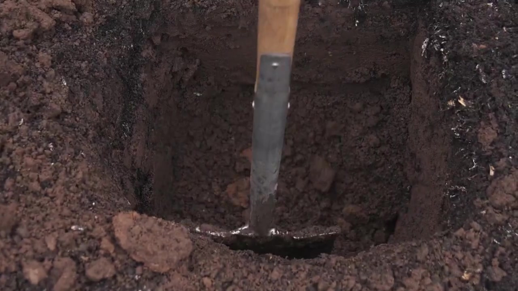 How to Plant Potted Standard Roses: Step-by-Step | David Austin