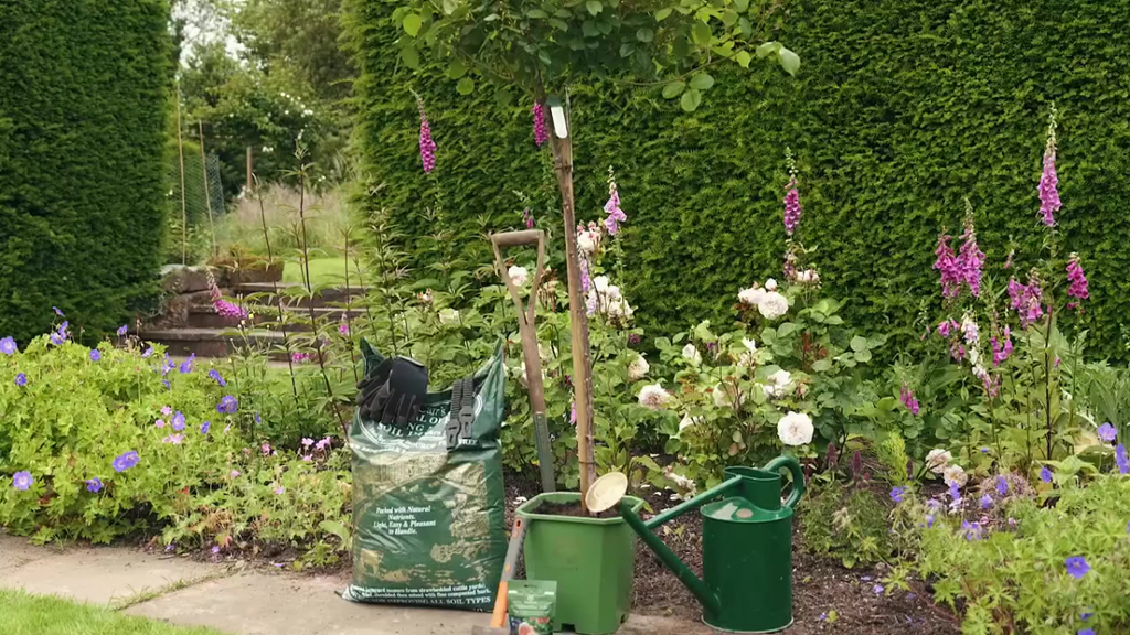 The Joy of Growing Roses: The basics for beginners