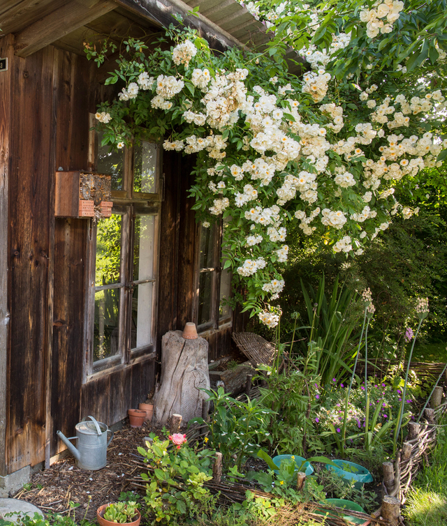 Plant Roses on Large Structures