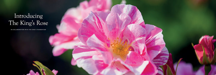 The King's Rose