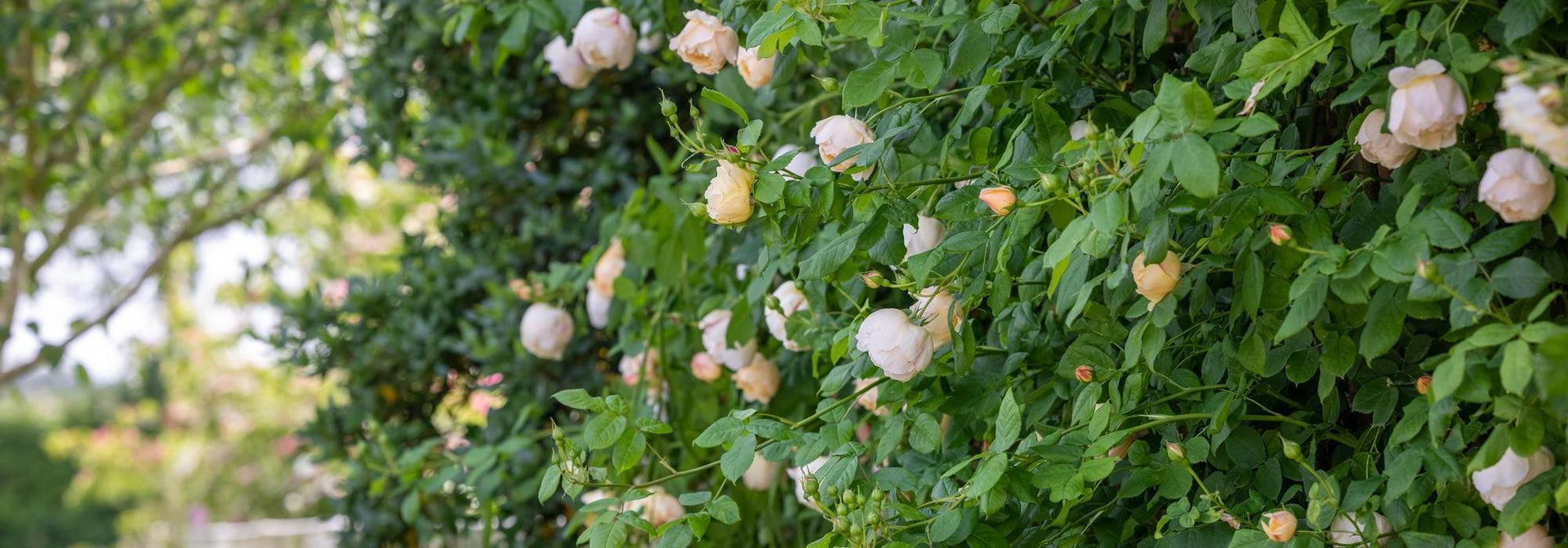 Two Ways Up: Climbing Roses and Ramblers Explained | David Austin