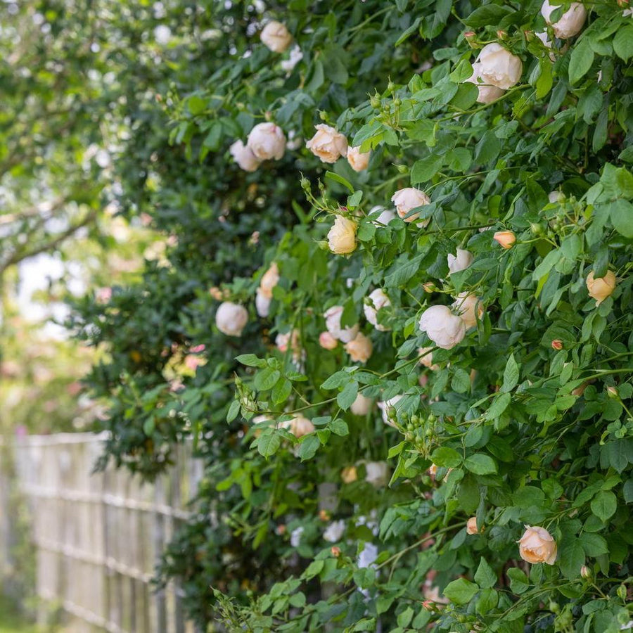 Two Ways Up: Climbing Roses and Ramblers Explained | David Austin