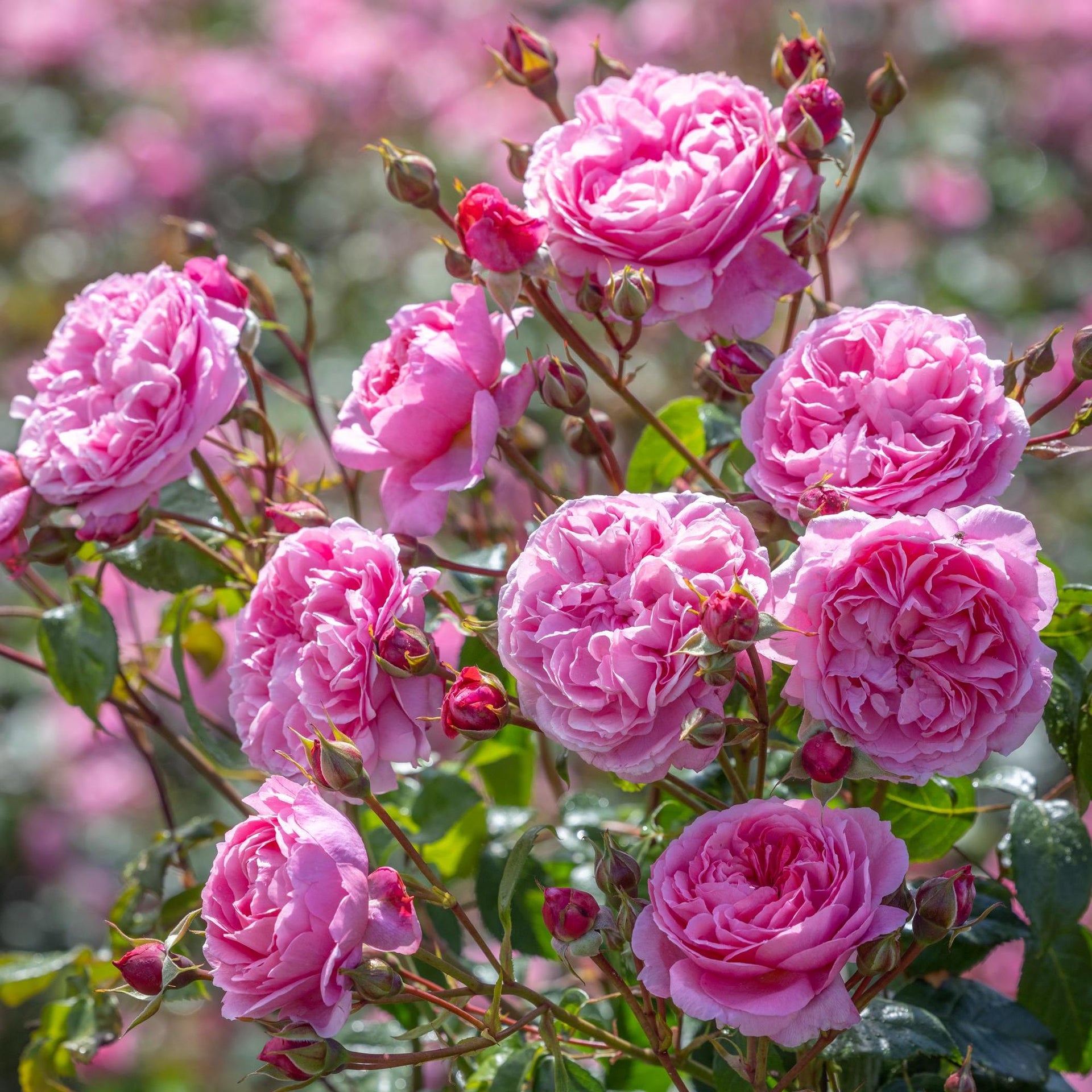Penelope Lively (Ausb18a15) | English Shrub Rose | David Austin Roses