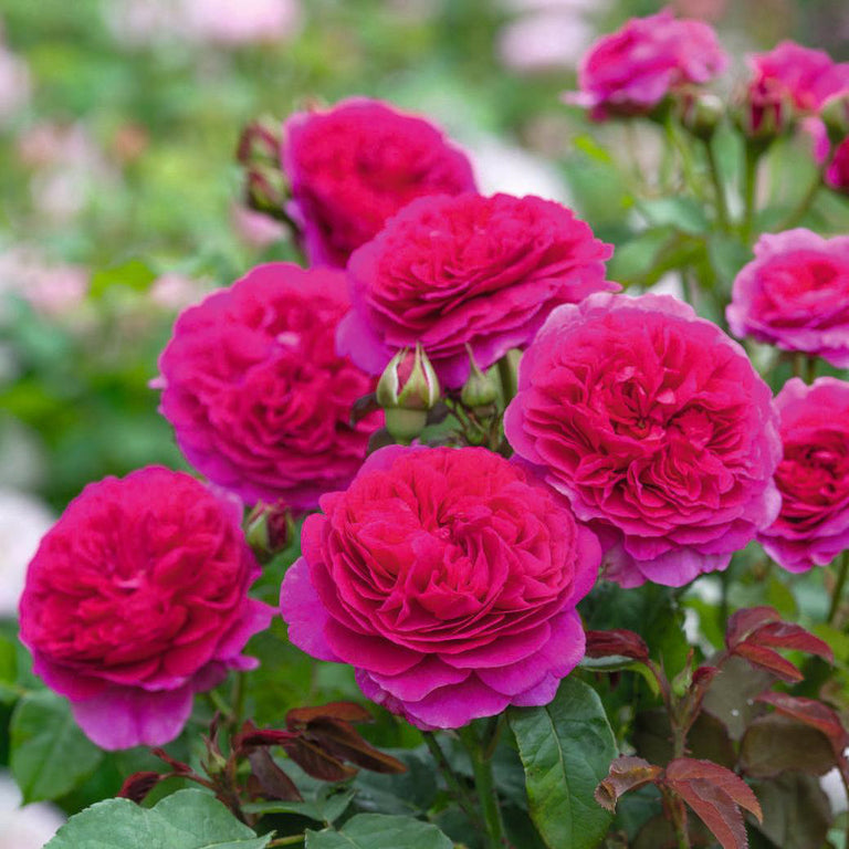 Roses for Growing as Hedges | Hedging Roses | David Austin Roses