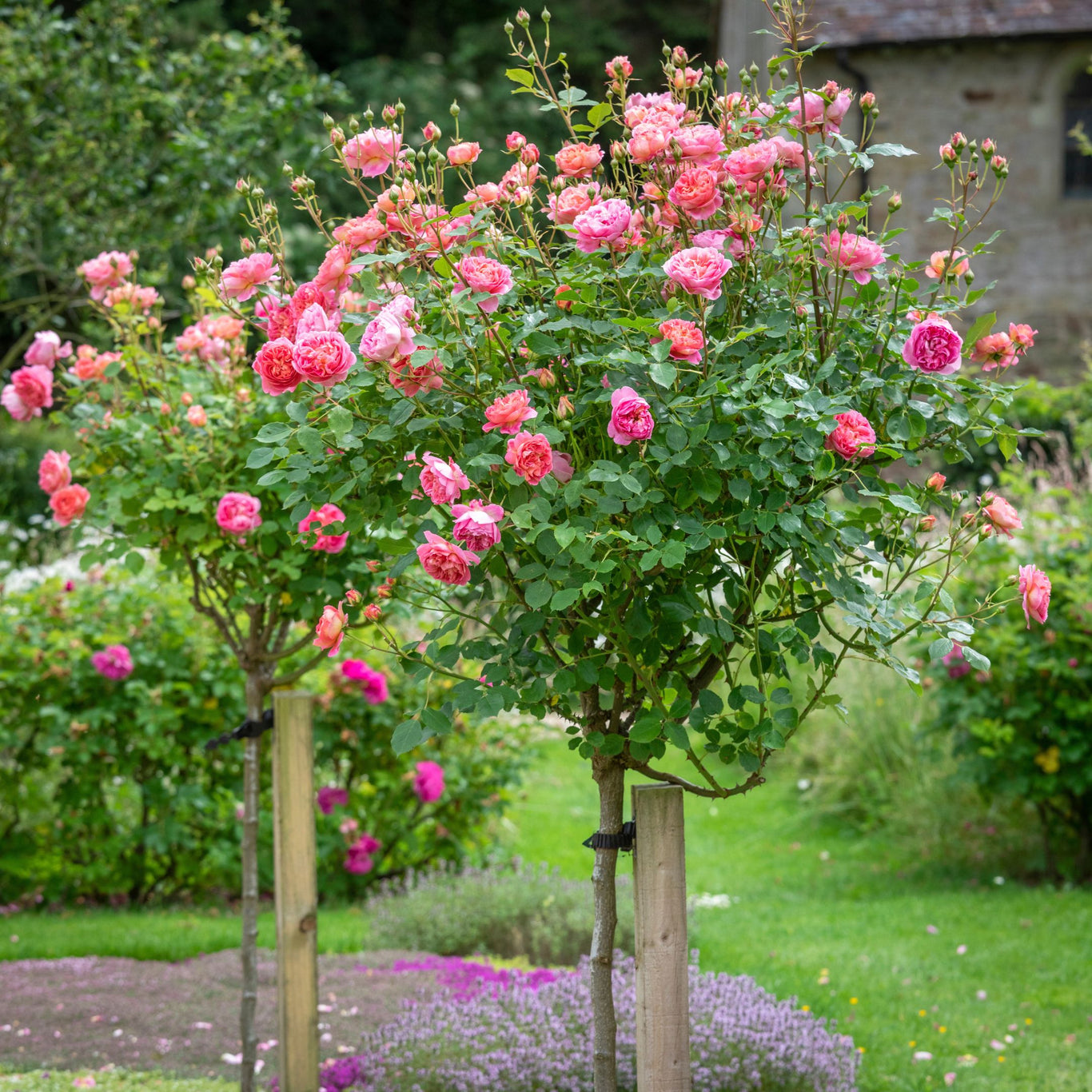 Boscobel (Auscousin) | English Standard Tree Rose | David Austin Roses