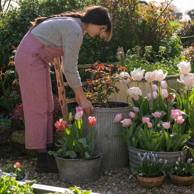 Demystifying the Rose: Why Anyone Can Grow Them | David Austin