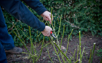 Looking After Your Rose In Winter - everything you need to know