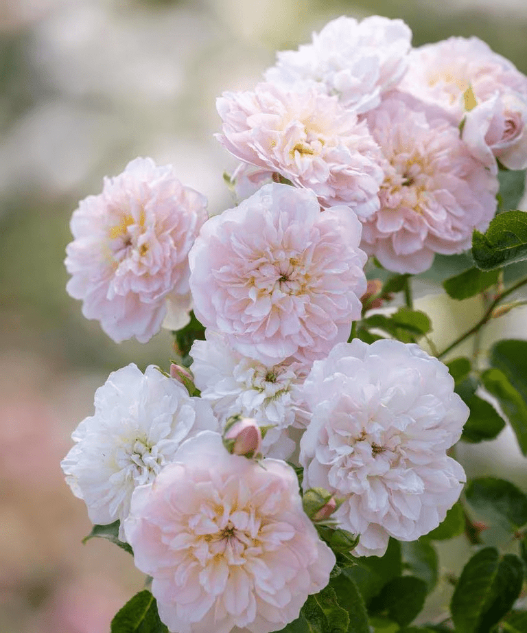 Transform Your Garden with Pink