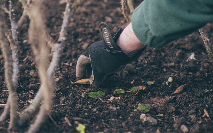How to Feed Roses | David Austin