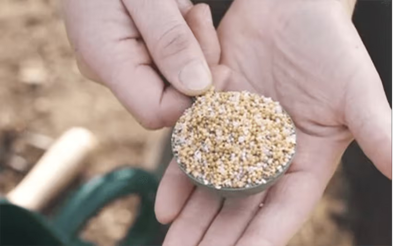 How to Feed Roses | David Austin