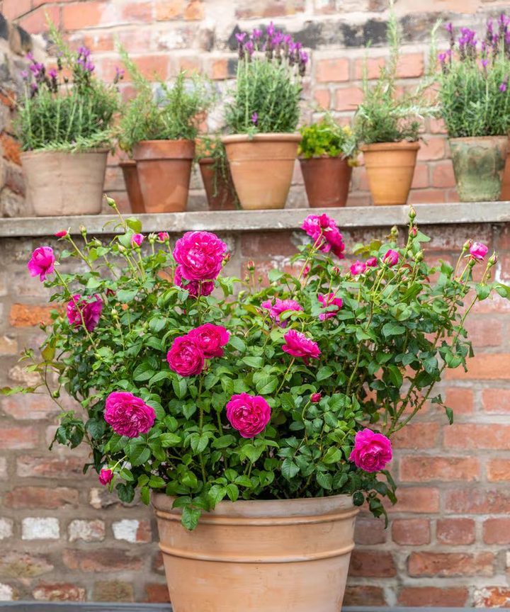 Container Gardening with English Roses