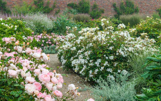 Create A Cottage Garden With English roses