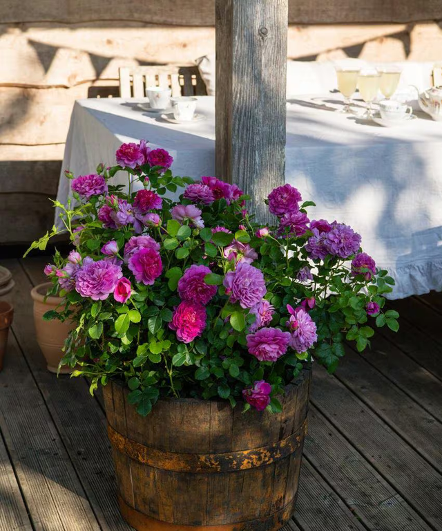 Container Gardening with English Roses