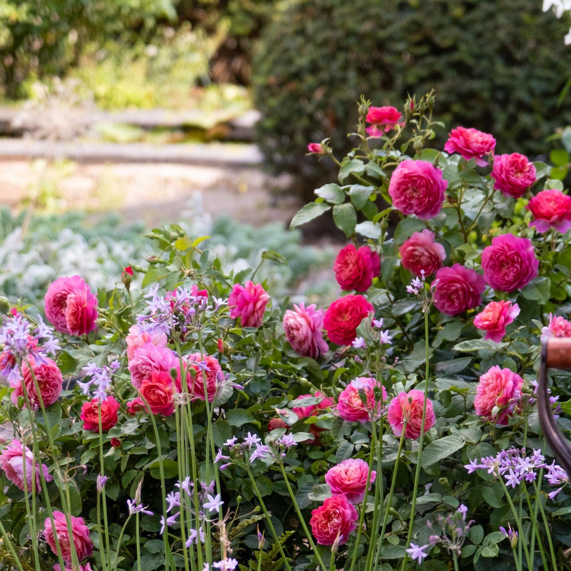 Emma Bridgewater | English Shrub Rose | David Austin Roses