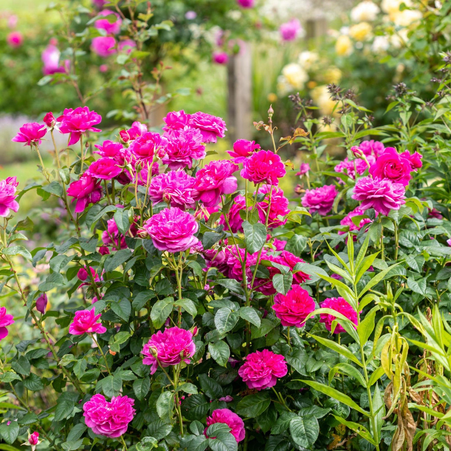 James L. Austin (Auspike) | English Shrub Rose | David Austin Roses