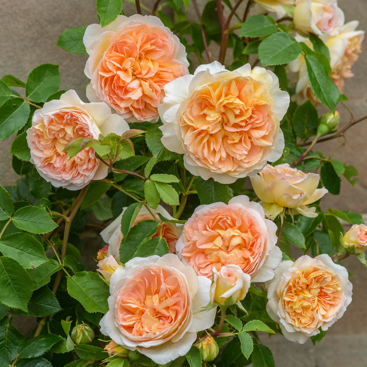 Bathsheba (Auschimbley) | English Climbing Rose | David Austin Roses