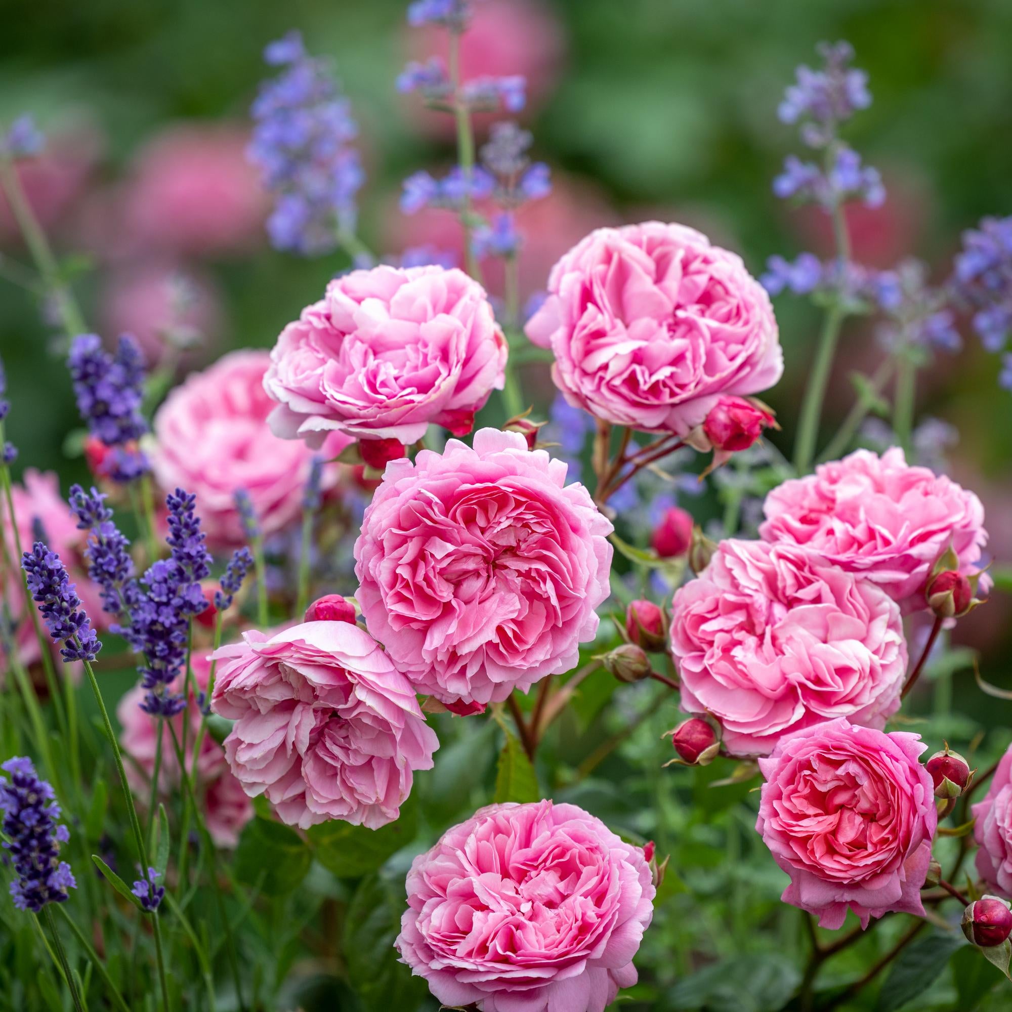 Penelope Lively | English Shrub Rose | David Austin Roses