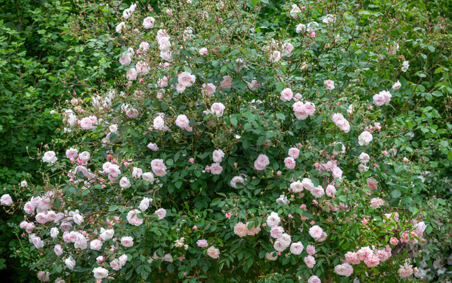 Rambling Rose Duos To Transform Your Outdoors