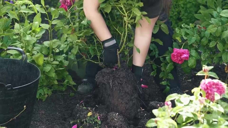 How to move a rose