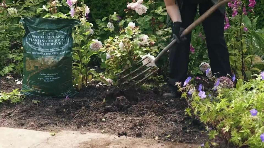 How To Move Your Rose