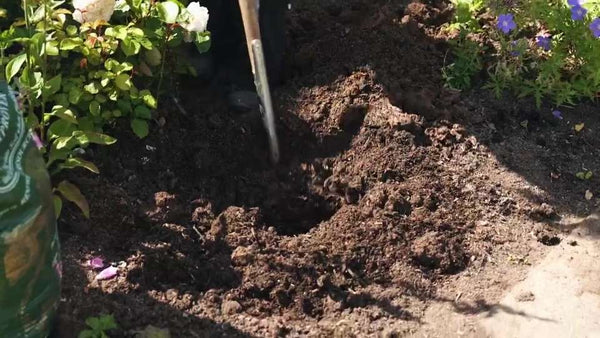 How To Move Your Rose