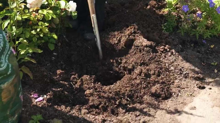 How To Move Your Rose