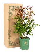 Mary Delany | English Climbing Rose | David Austin Roses